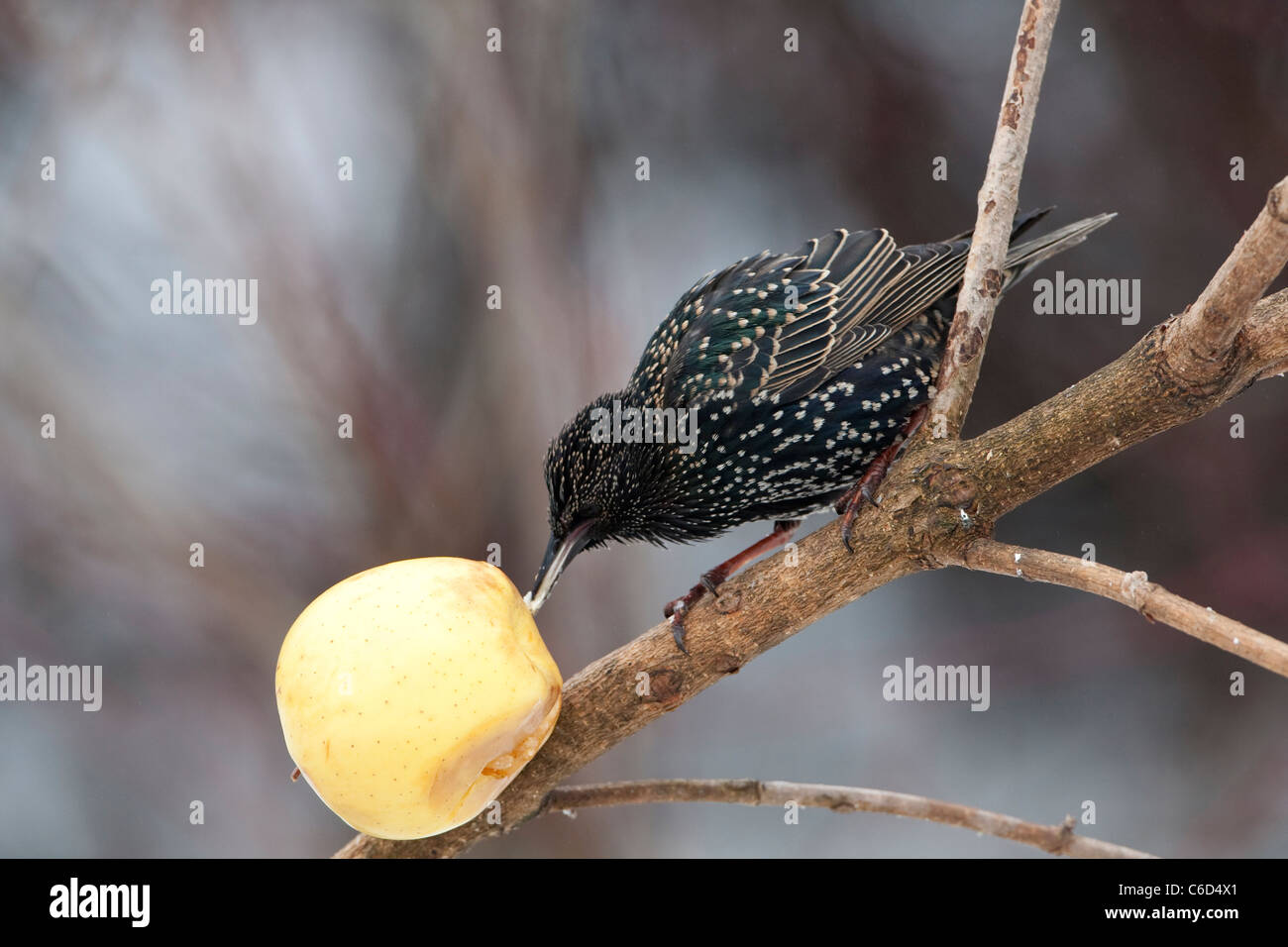 (Common) Starling (Sturnus vulgaris ) feeding on apple Stock Photo - Alamy