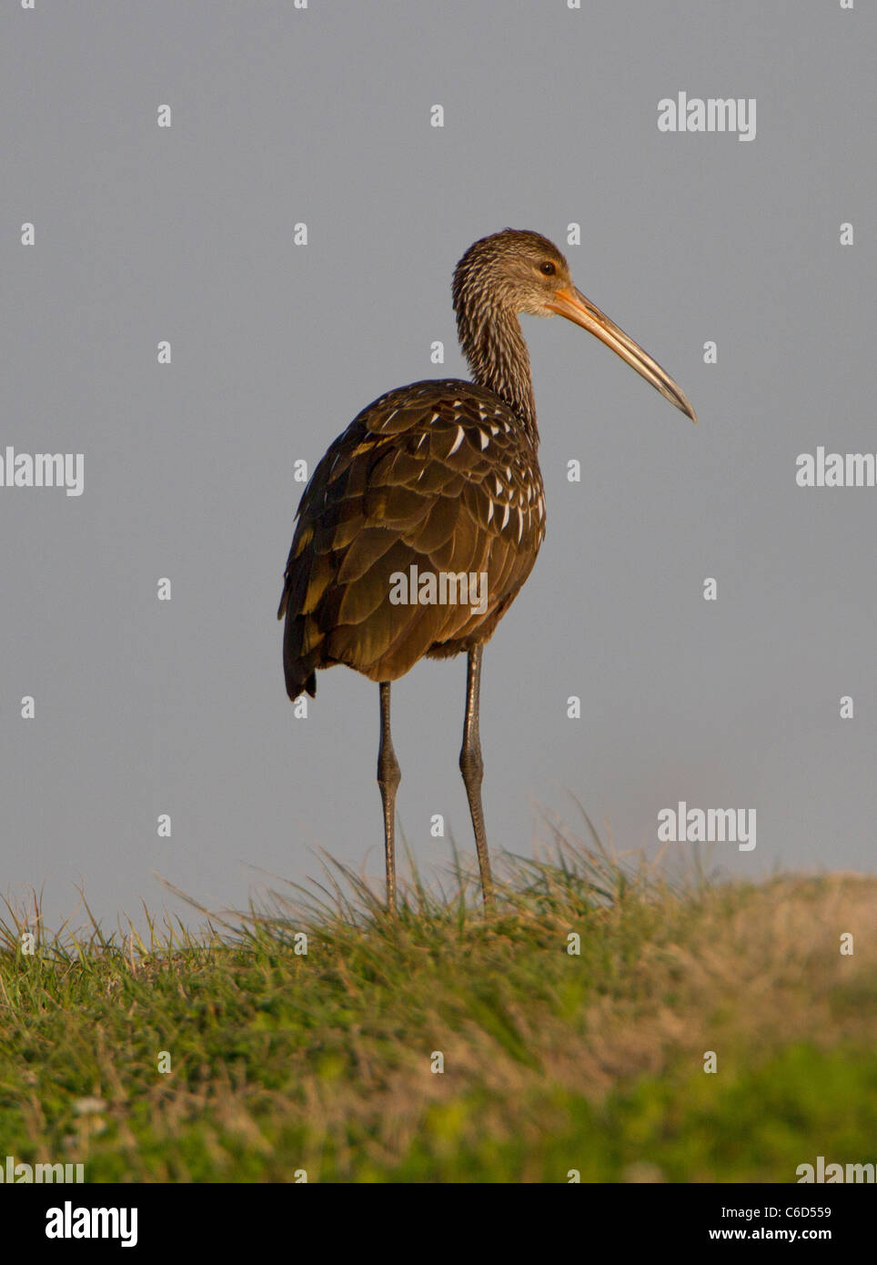 Aramus guarauna hi-res stock photography and images - Alamy