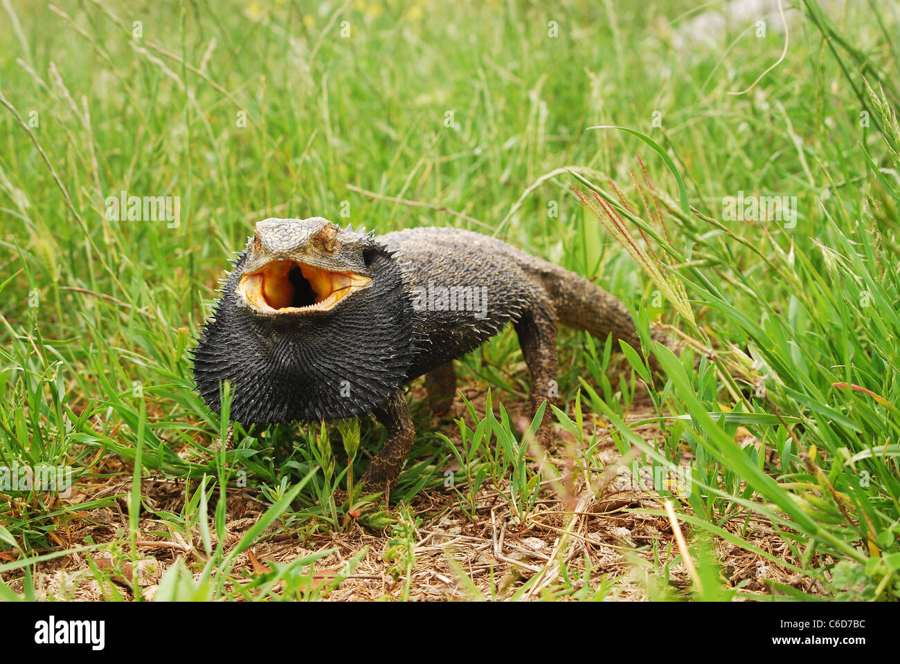 Wild Bearded Dragon in Grass Stock Photo: 38399856 - Alamy