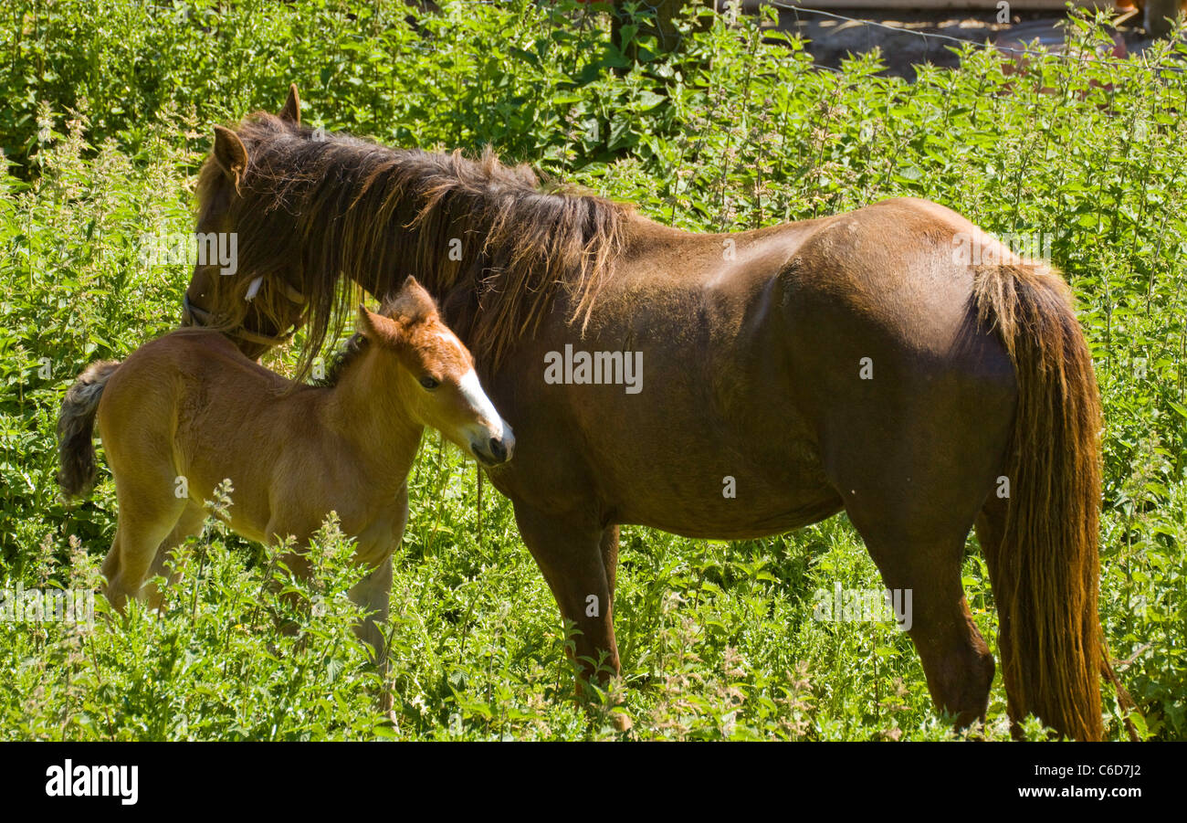 Field Of Nettles High Resolution Stock Photography and Images - Alamy