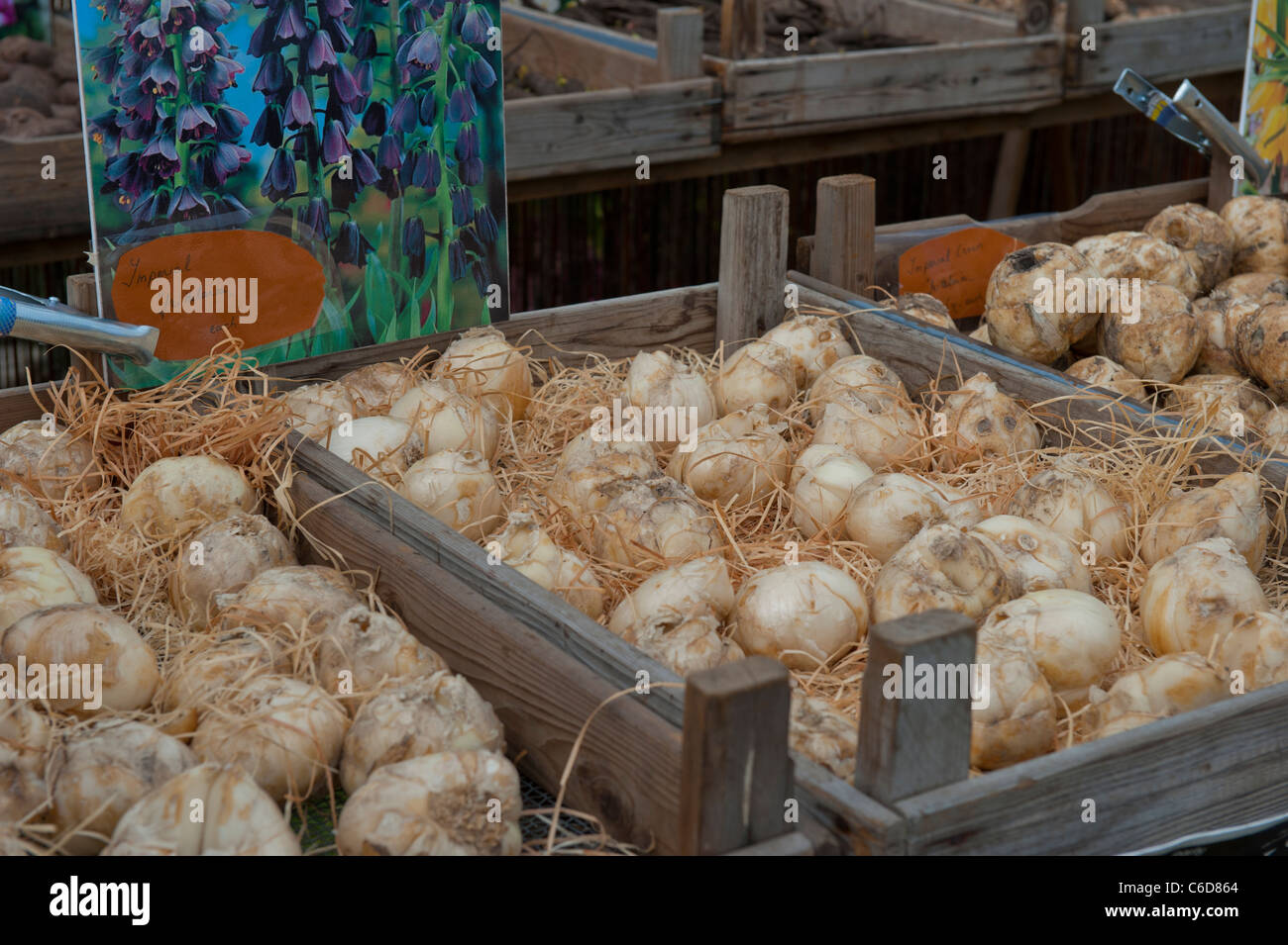 Flower bulbs in wooden crates UK market garden Stock Photo - Alamy