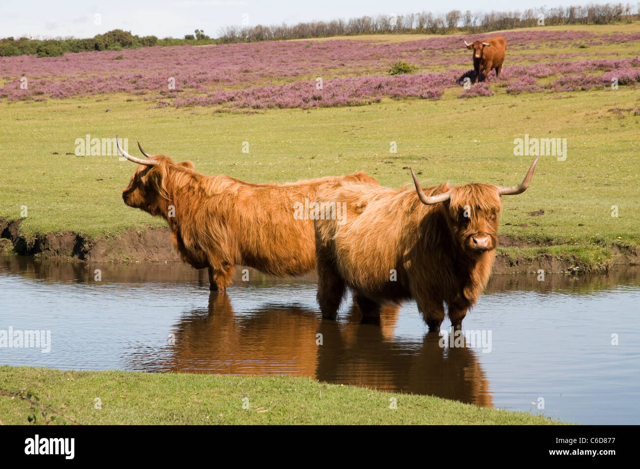 Highland Cattle in the New Forest Stock Photo - Alamy