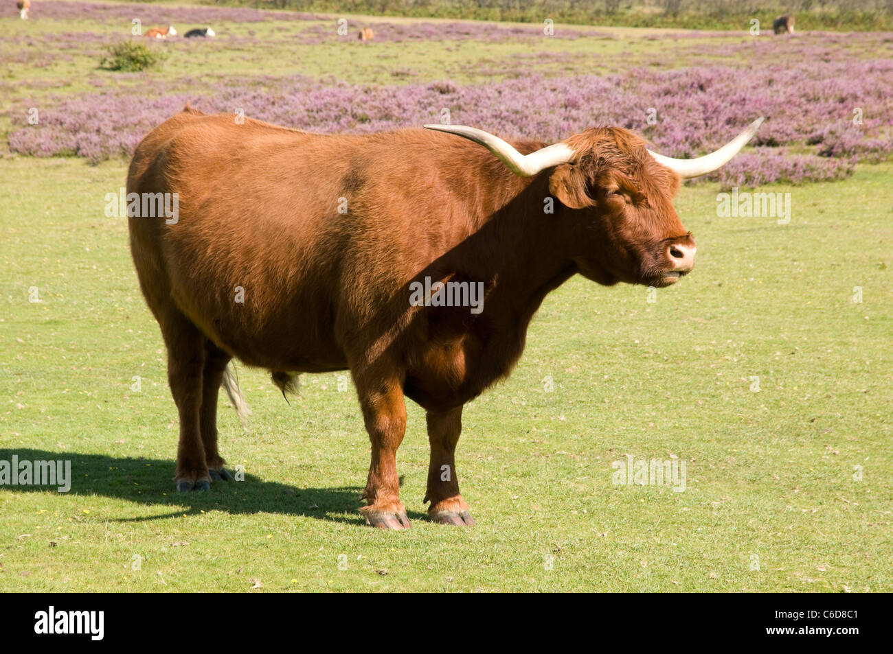 New forest cow hi-res stock photography and images - Alamy