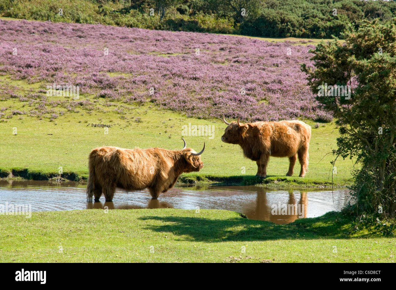 Highland Cattle in the New Forest Stock Photo - Alamy