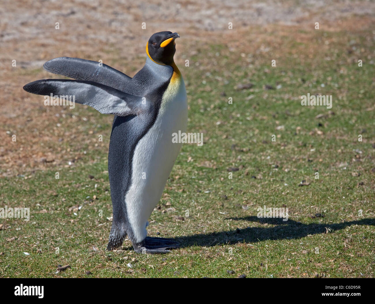 King Penguin (aptenodytes patagonicus), Saunders Island, the Falklands ...