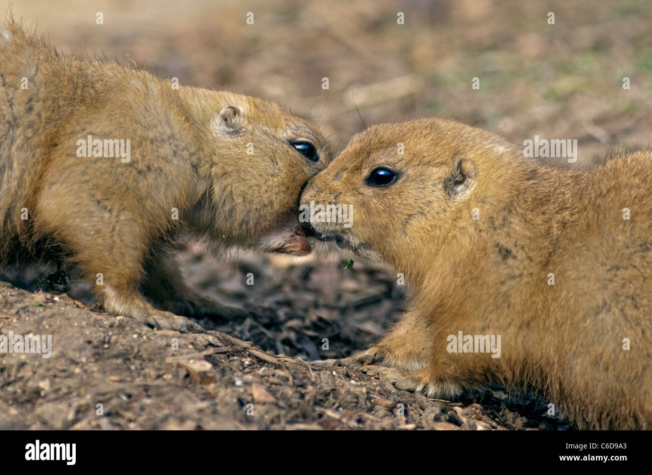 Black Tailed Prairie Dogs Marmots Stock Photos & Black Tailed Prairie ...