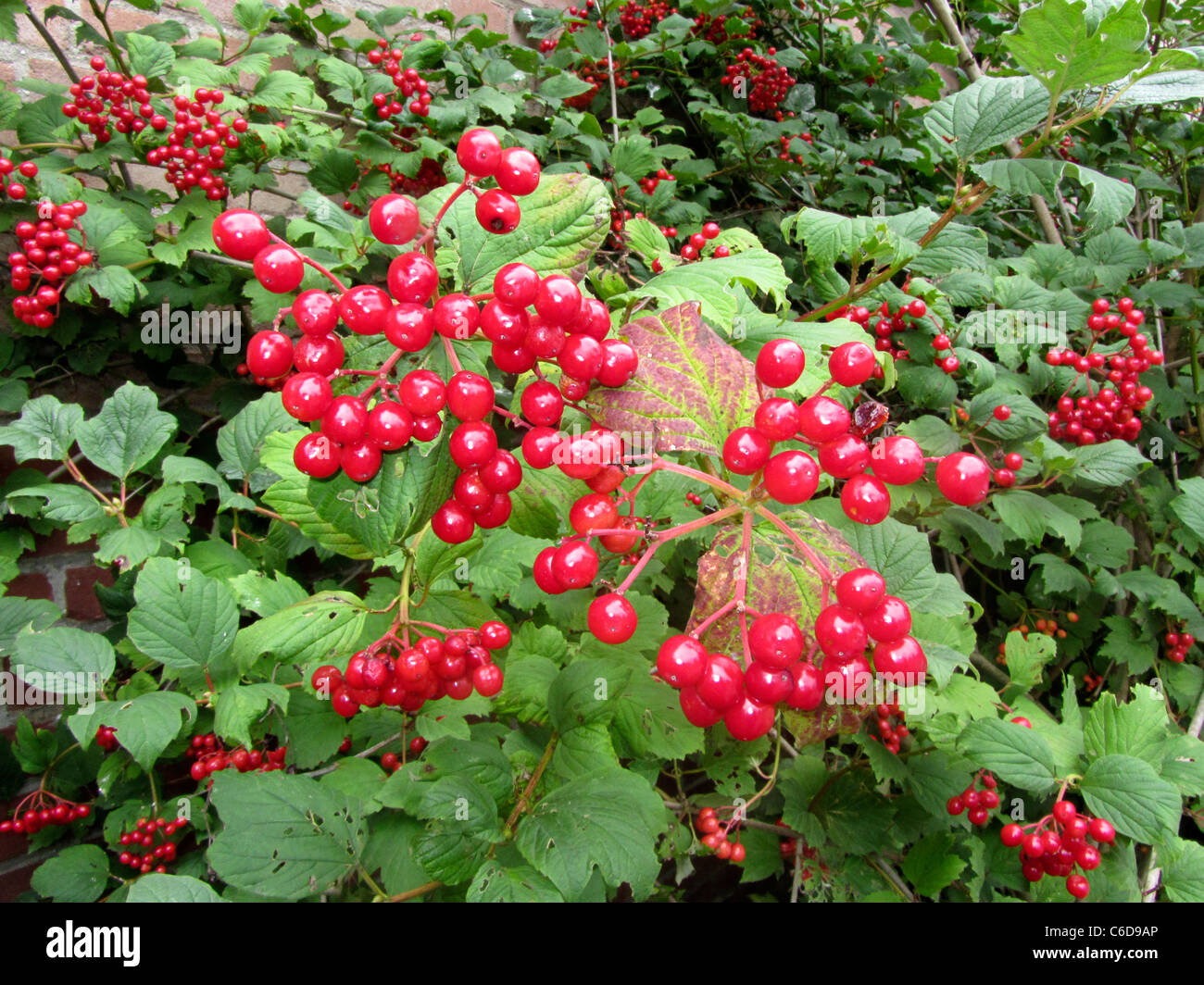 Red berries of Guelder Rose (Viburnum opulus), Alblasserdam ...