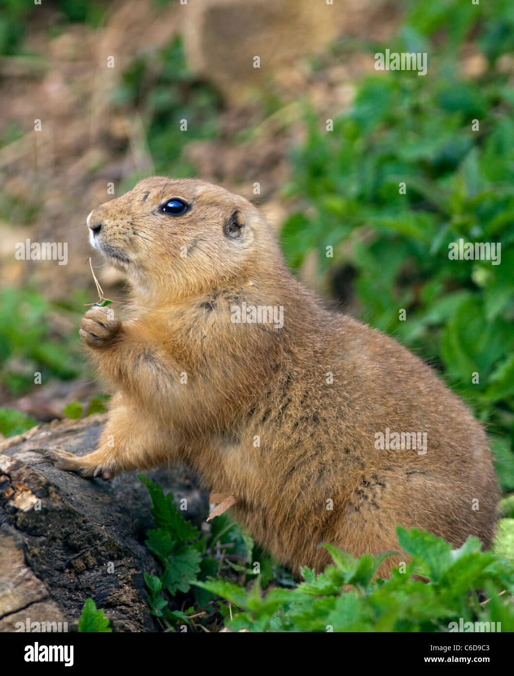 Black tailed prairie dog marmots hi-res stock photography and images ...