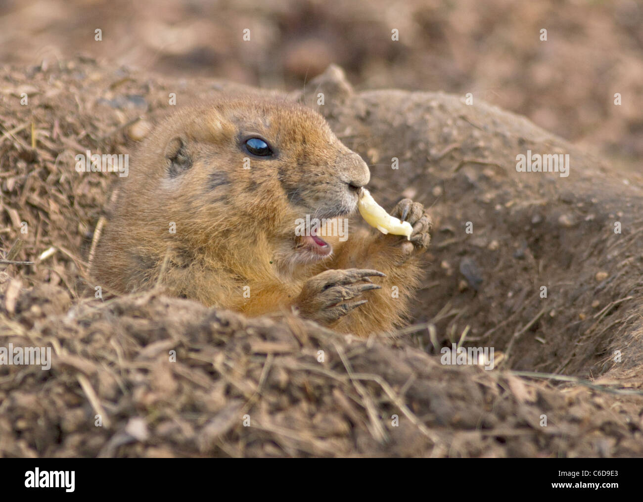 Marmot burrow hi-res stock photography and images - Alamy