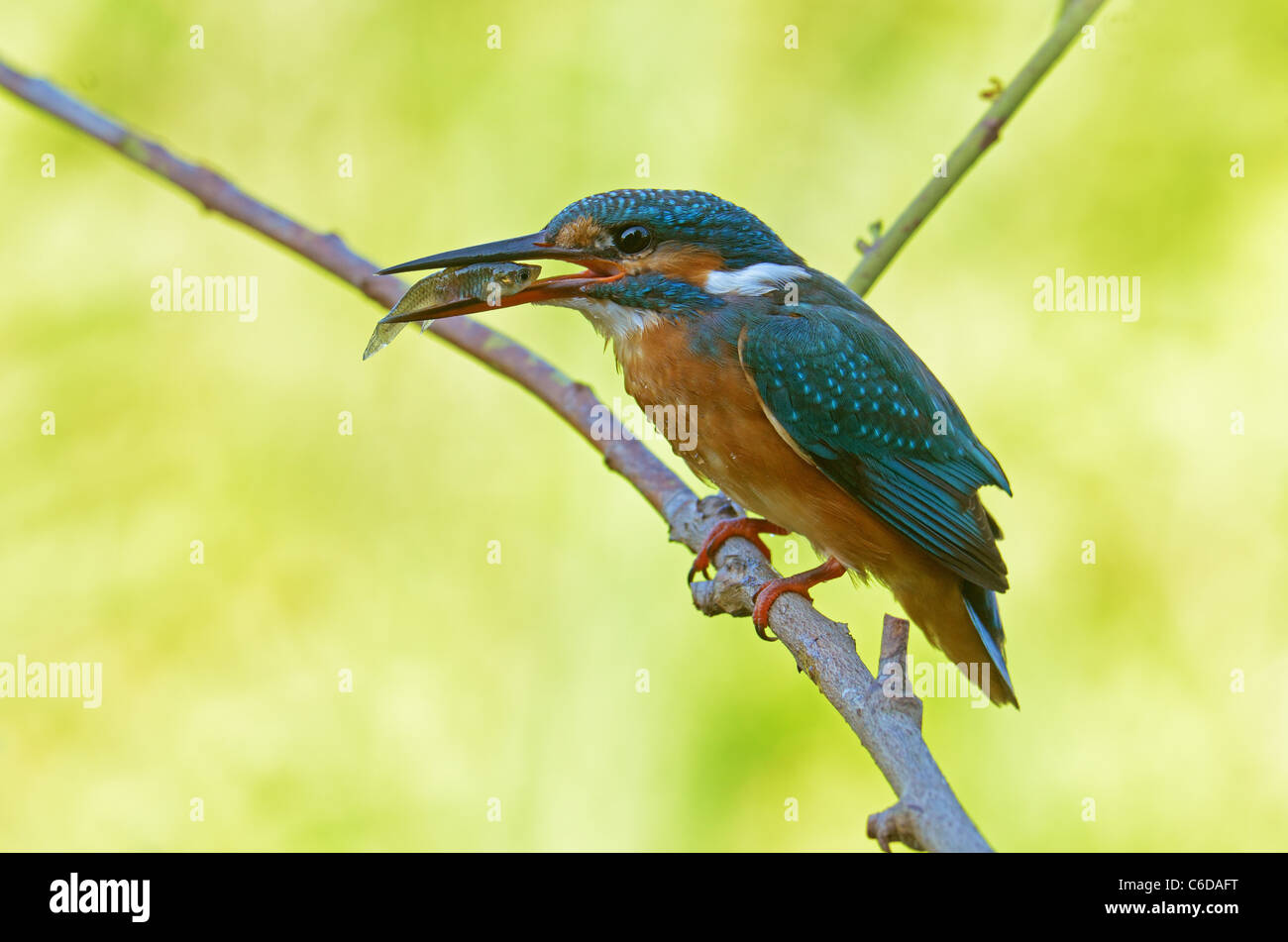 Swallows fish hi-res stock photography and images - Alamy