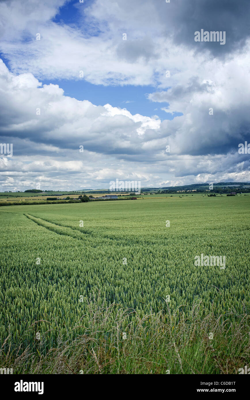 Pure green grass land hi-res stock photography and images - Alamy