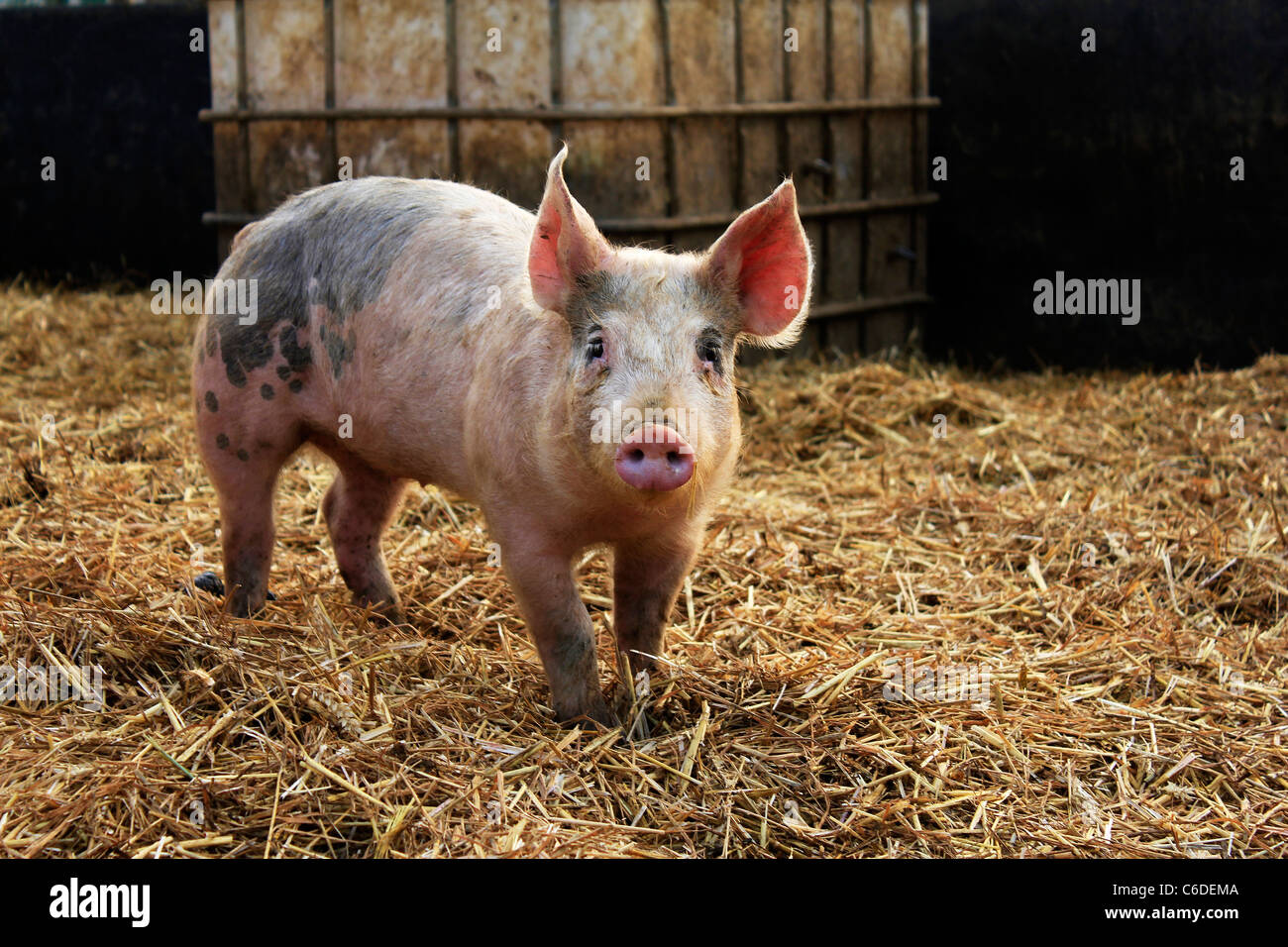 pig looking at camera Stock Photo - Alamy