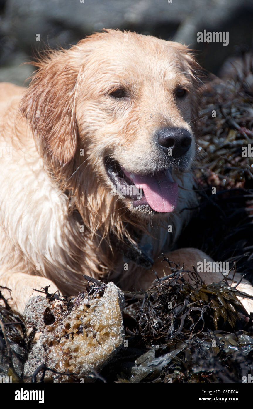 One year old golden retriever hi-res stock photography and images - Alamy