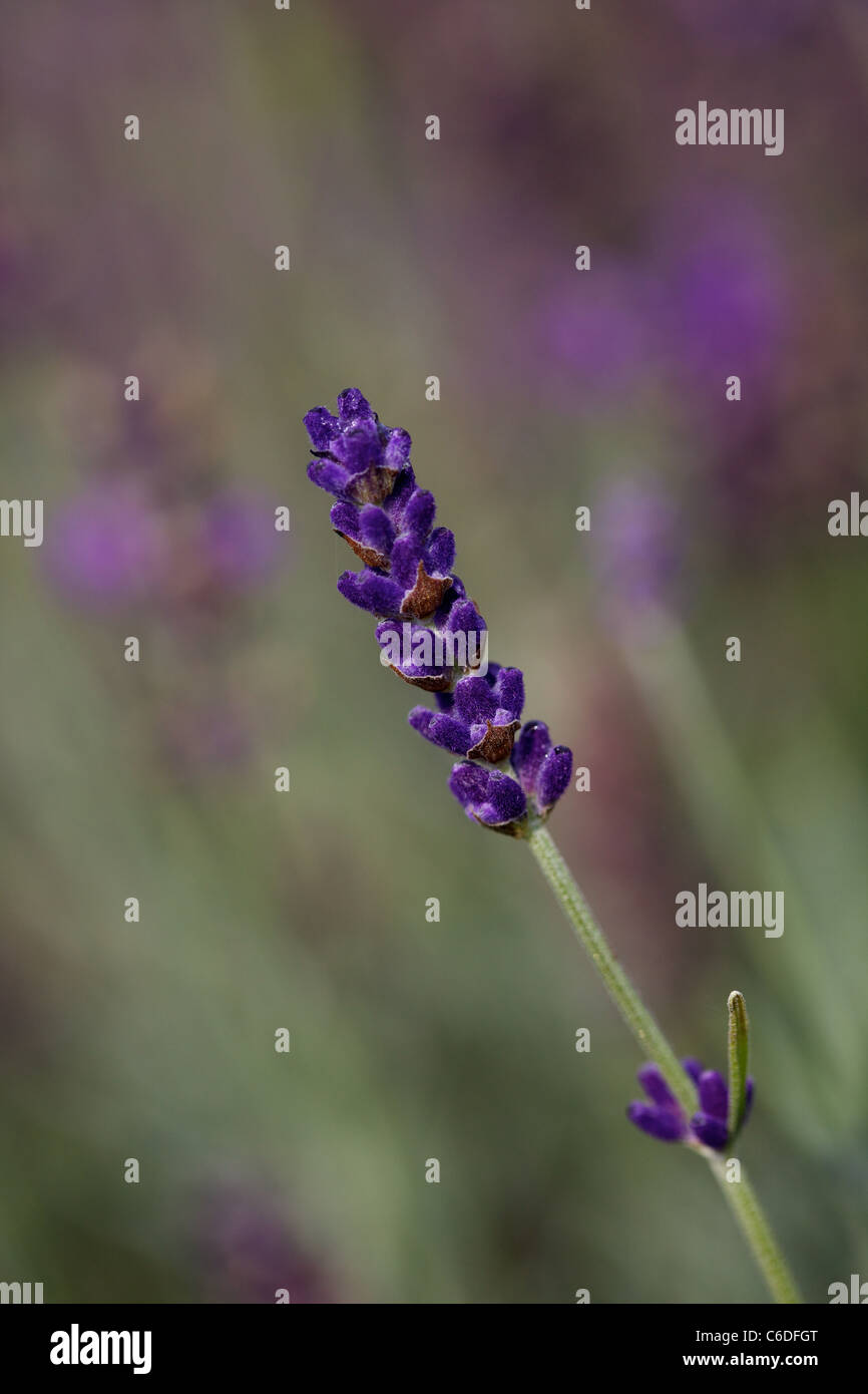 Moody Lavender Field High Resolution Stock Photography and Images - Alamy