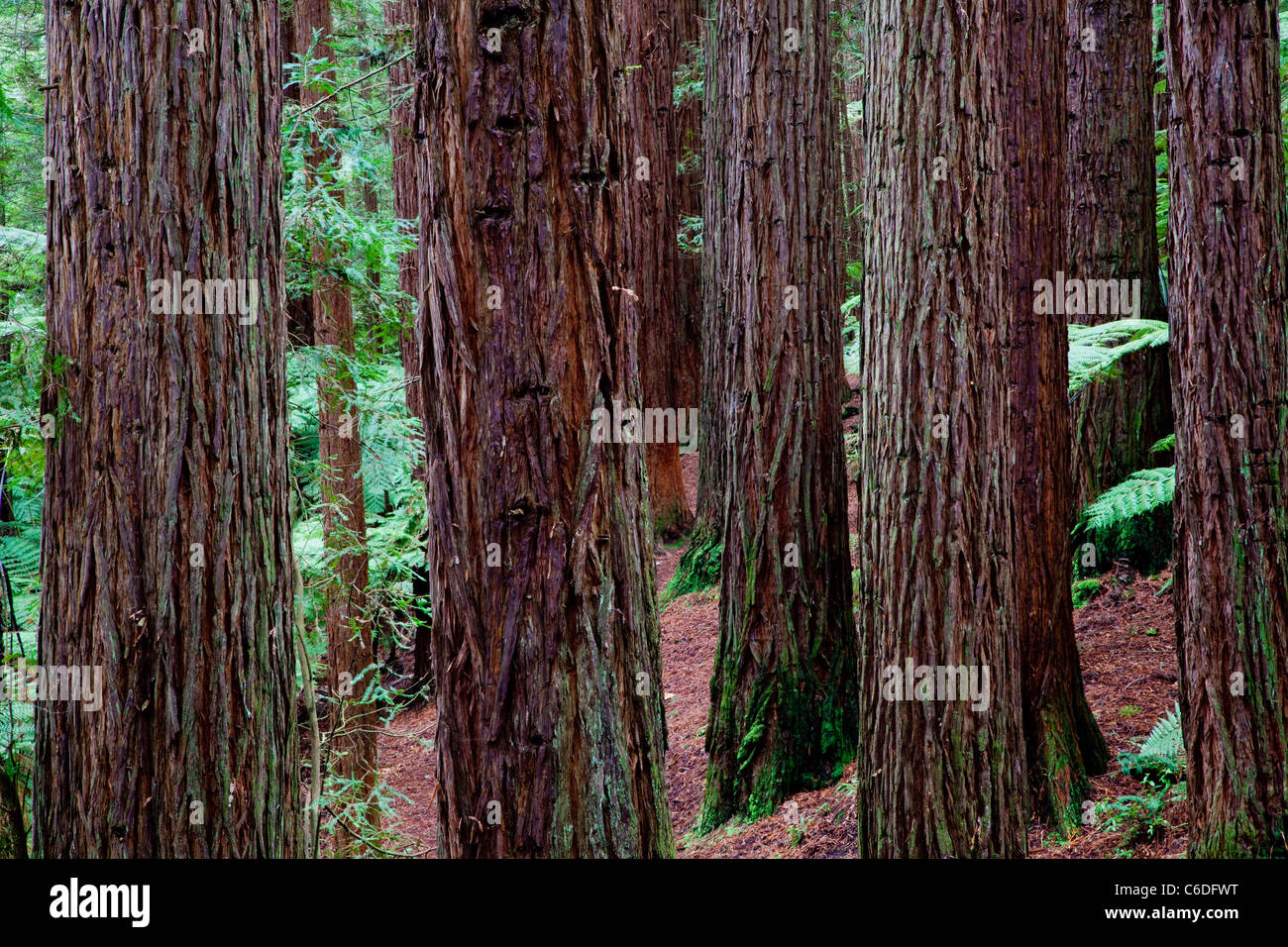 redwood forest rotorua Stock Photo - Alamy