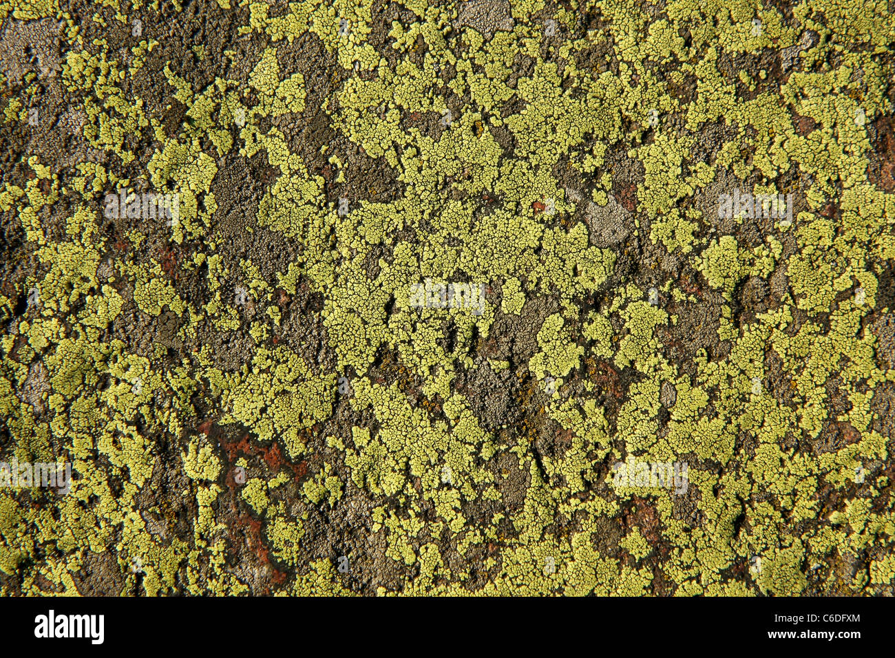 Mossy stone background image with textured surface Stock Photo - Alamy
