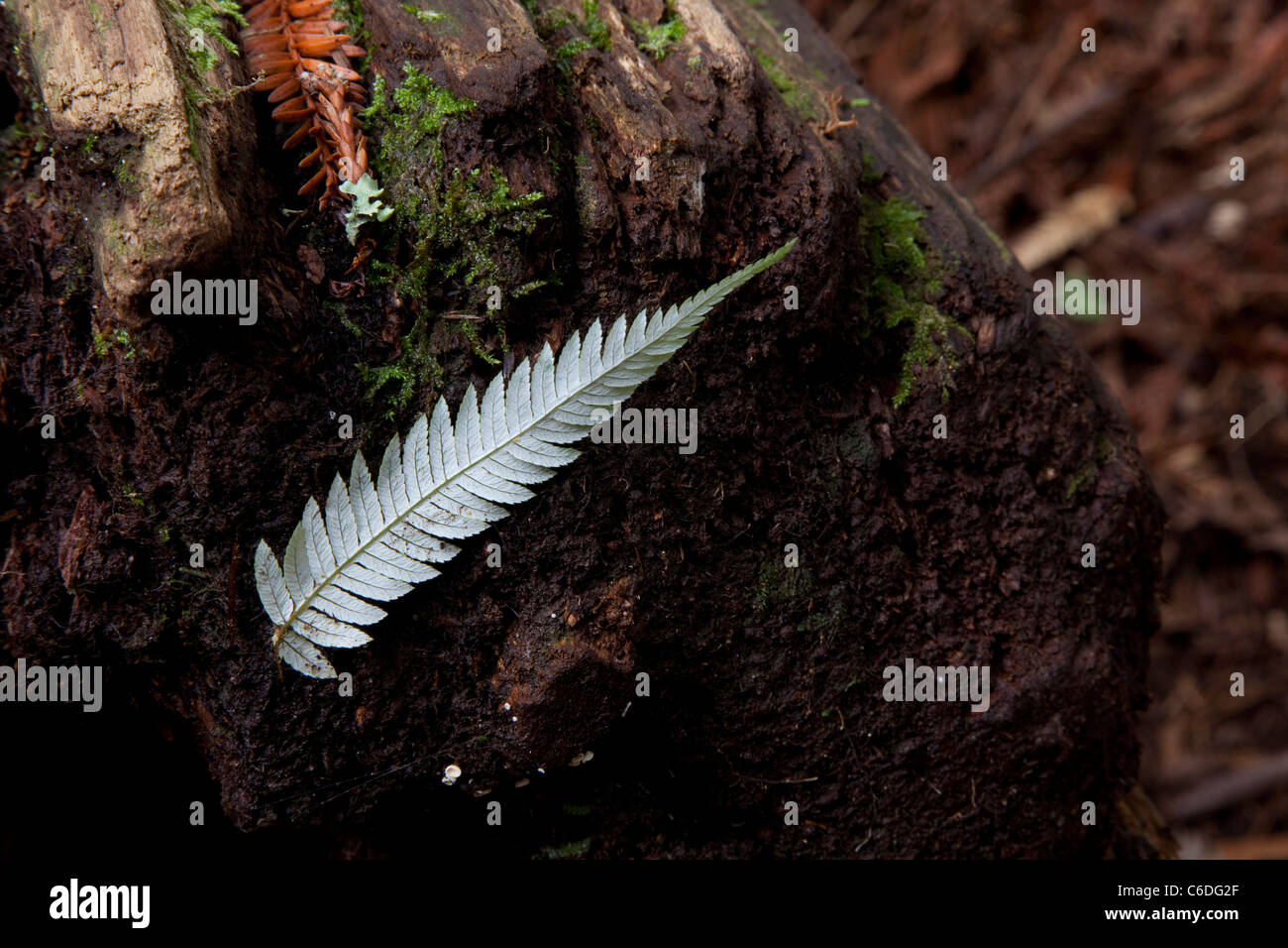 Silver fern hi-res stock photography and images - Alamy