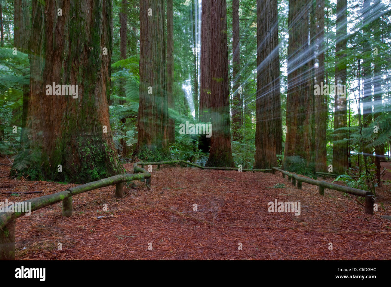 redwood forest rotorua Stock Photo - Alamy