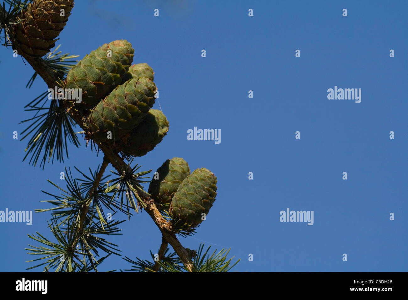 Larch seed trees hi-res stock photography and images - Alamy