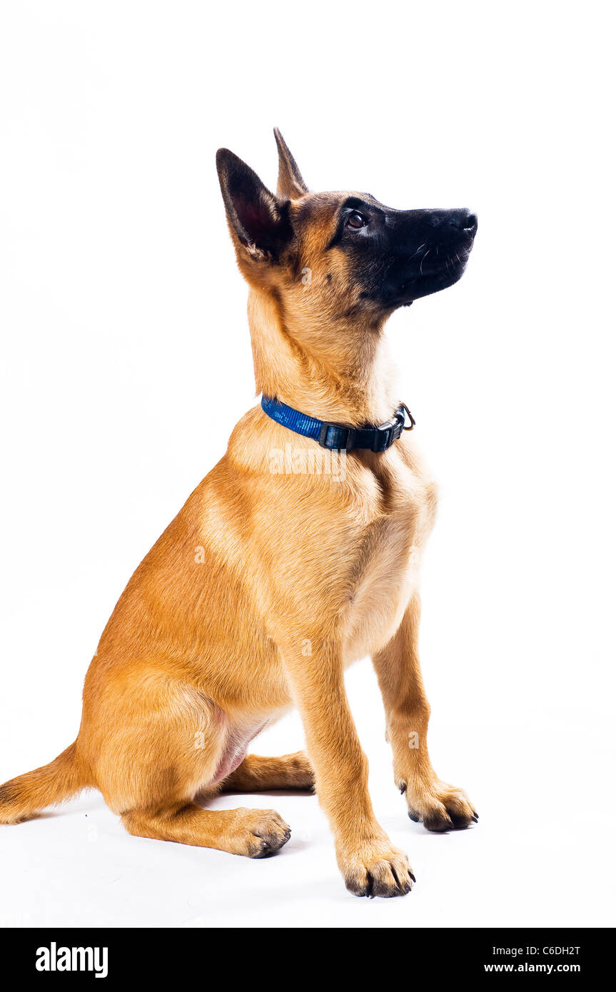 Malinois puppy hi-res stock photography and images - Alamy
