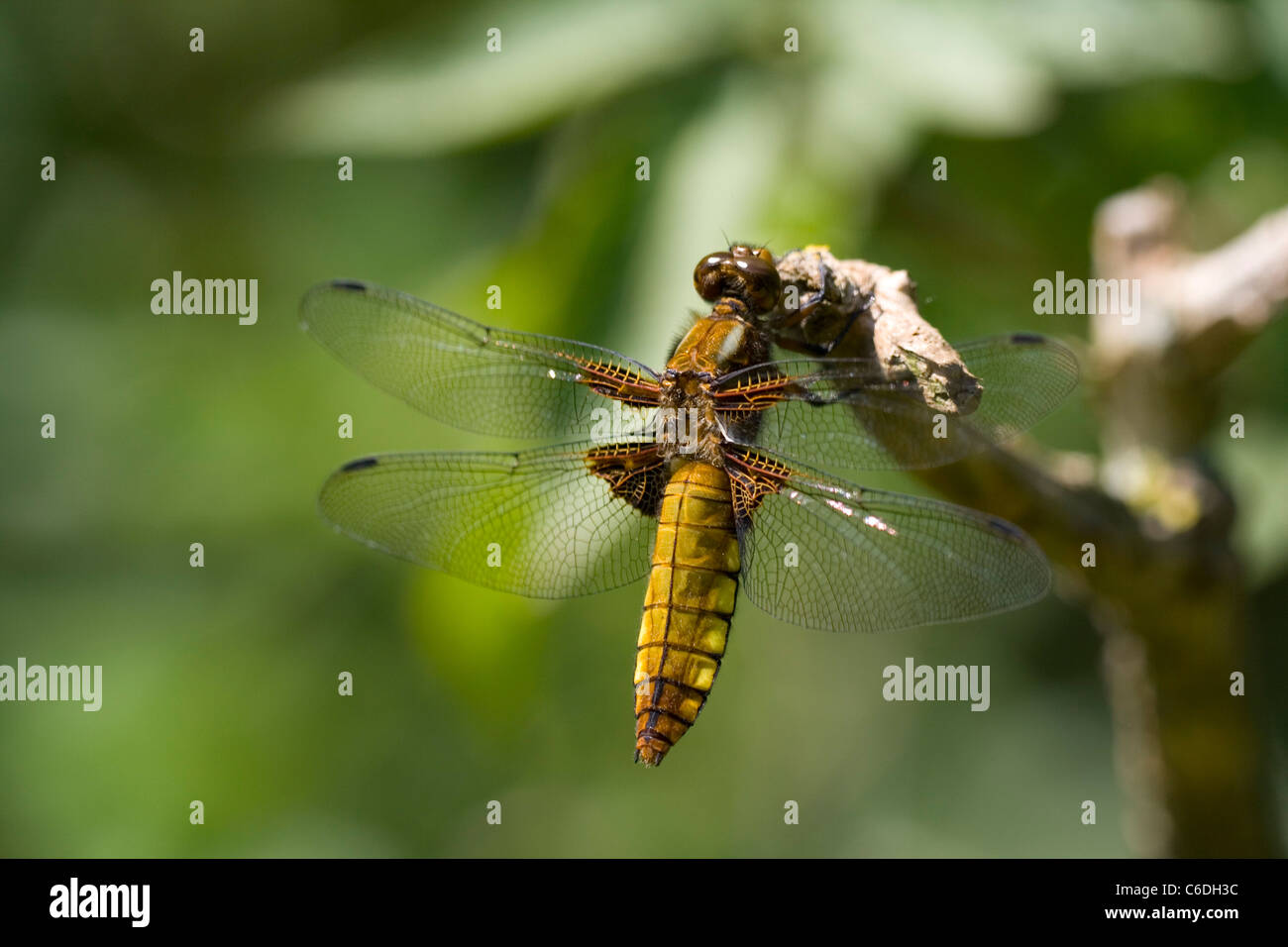 Yellow bodied insects hi-res stock photography and images - Alamy