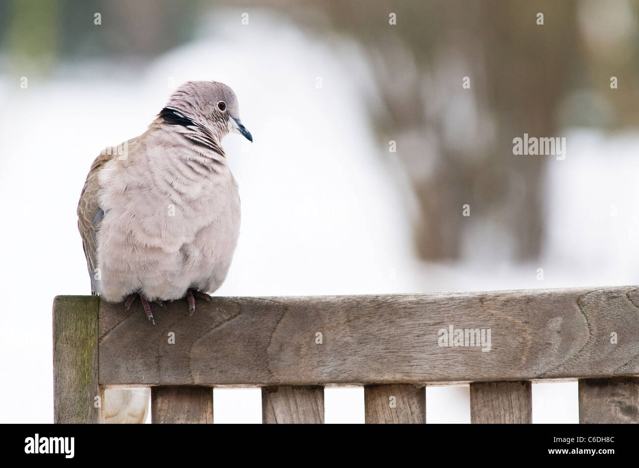 Small dove species hi-res stock photography and images - Alamy