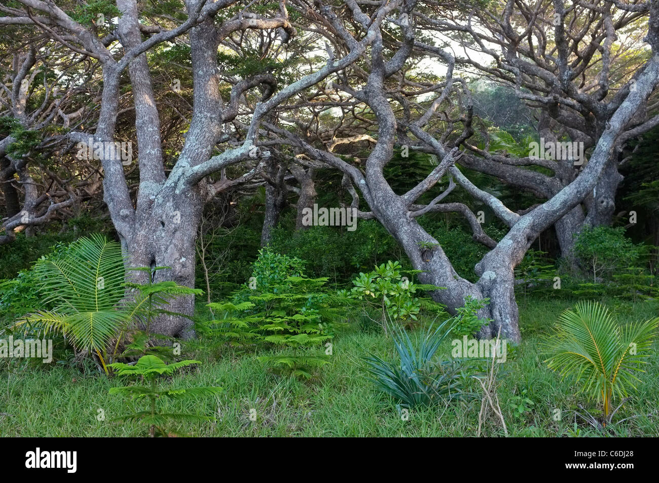 Pine Trees in Kanumera Bay, Isle of Pines, New Caledonia Stock Photo ...