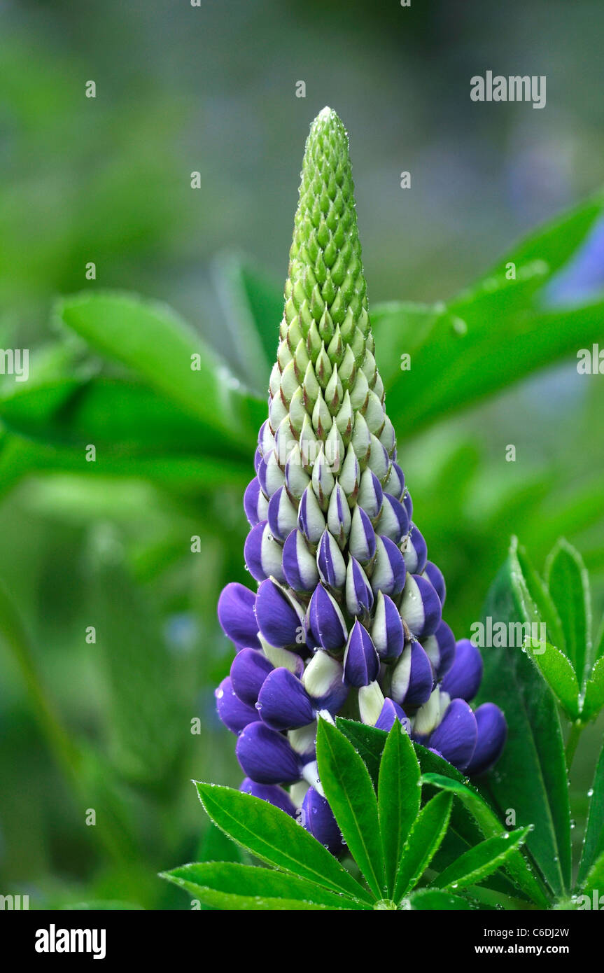 Lupin flower spike hi-res stock photography and images - Alamy