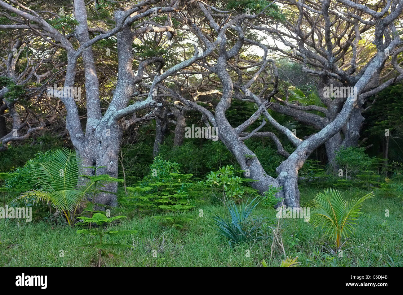 New caledonia pine hi-res stock photography and images - Alamy