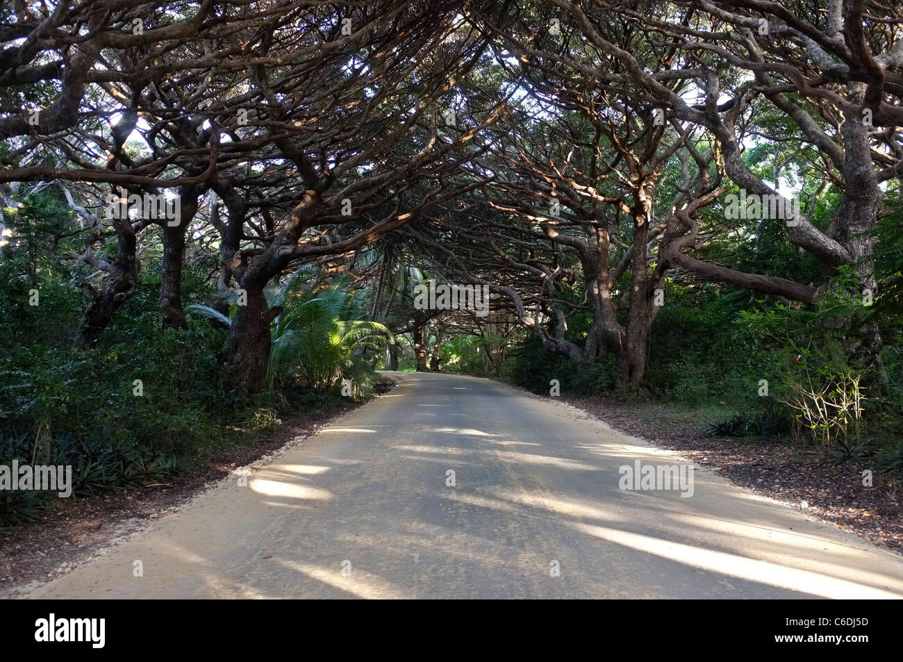 Dirt Road with Over Hanging Pine Trees near Kanumera Bay, Isle of PInes ...