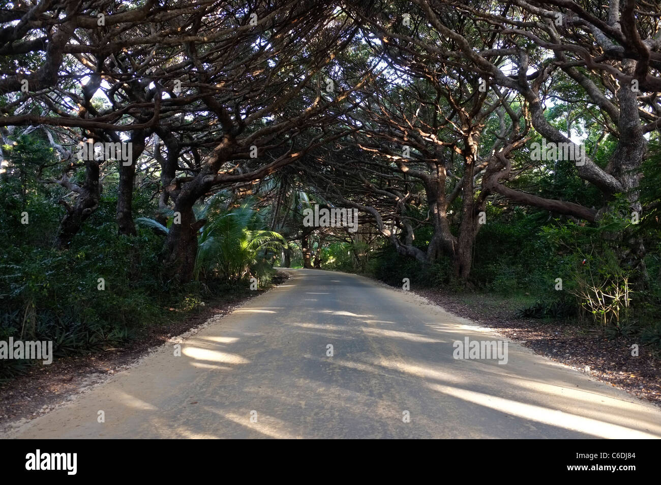 Dirt Road with Over Hanging Pine Trees near Kanumera Bay, Isle of PInes ...
