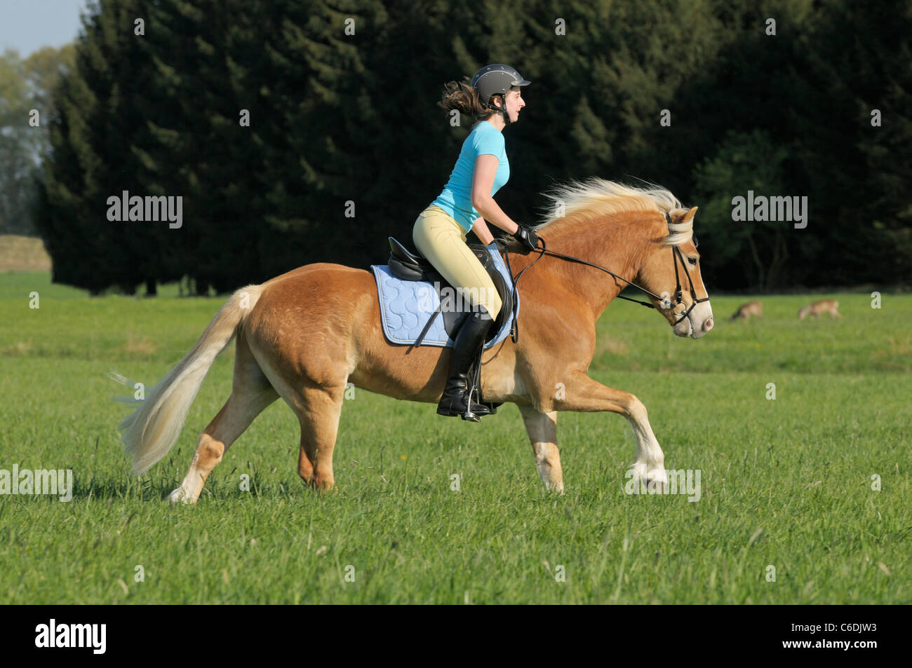 Young woman riding haflinger horse hi-res stock photography and images ...