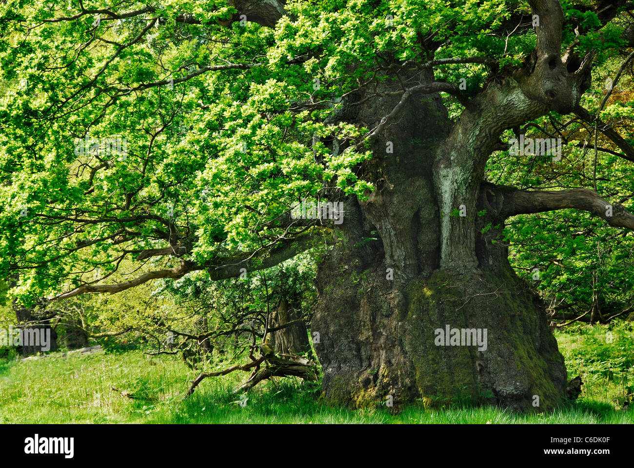 An ancient English oak tree UK Stock Photo - Alamy