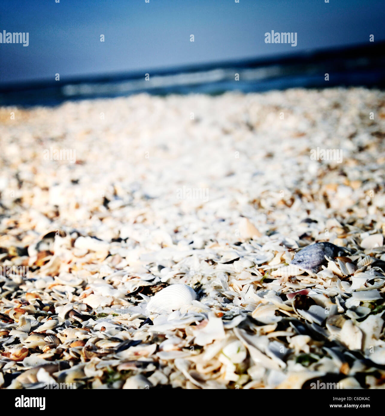 Close-up picture of sand and shells on beach Stock Photo - Alamy