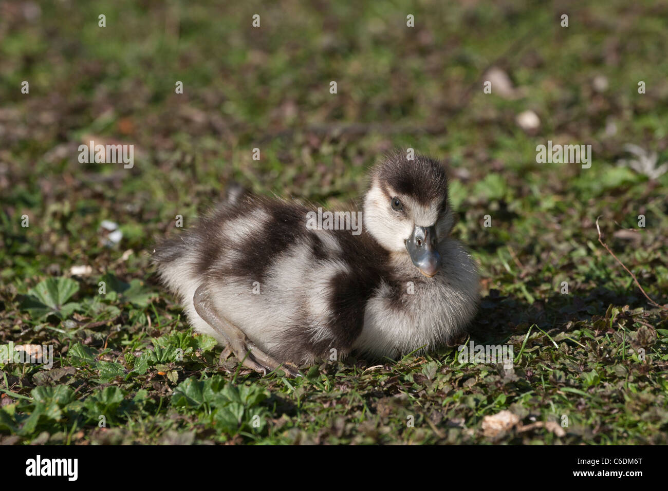 Egyptian gosling bird baby small cute Hyde park Stock Photo - Alamy