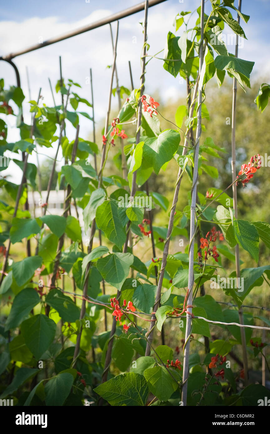 Runner beans growing along a system of sticks at an allotment in Harrow ...