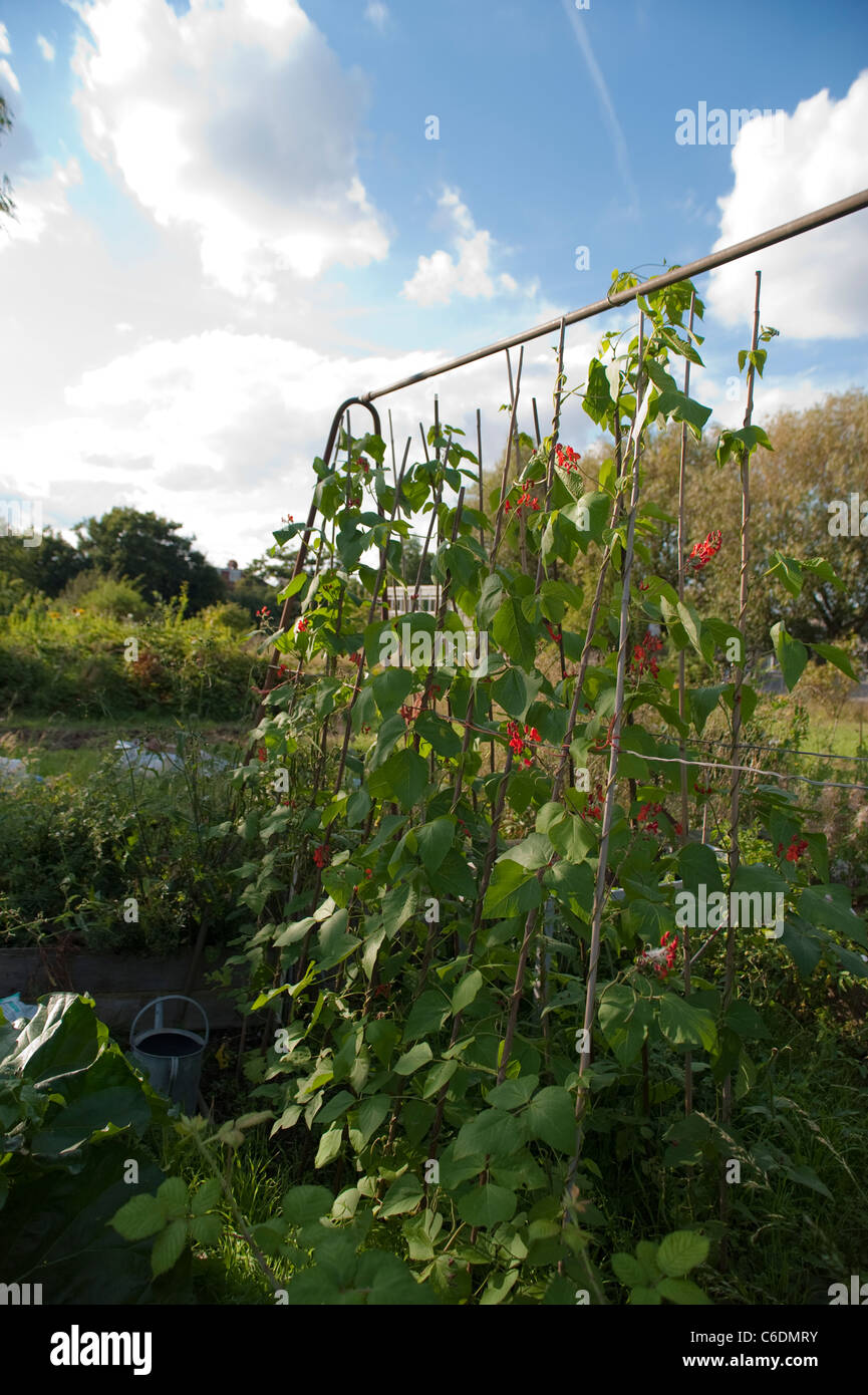 Runner beans growing along a system of sticks at an allotment in Harrow ...