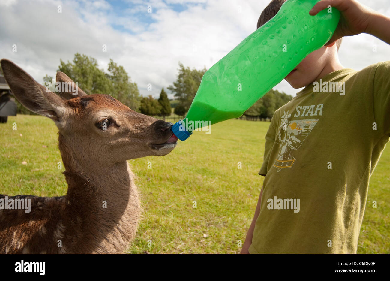 Deerfarm hi-res stock photography and images - Alamy