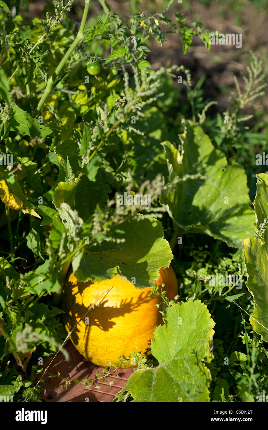 A pumpkin ripening in the late summer sun on an allotment in Harrow ...