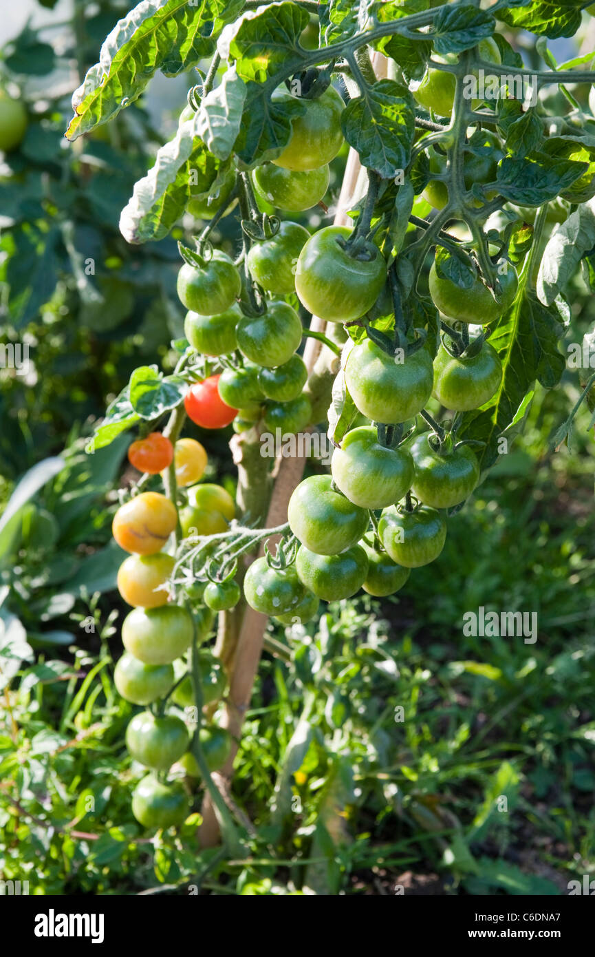 Vine stick hi-res stock photography and images - Alamy