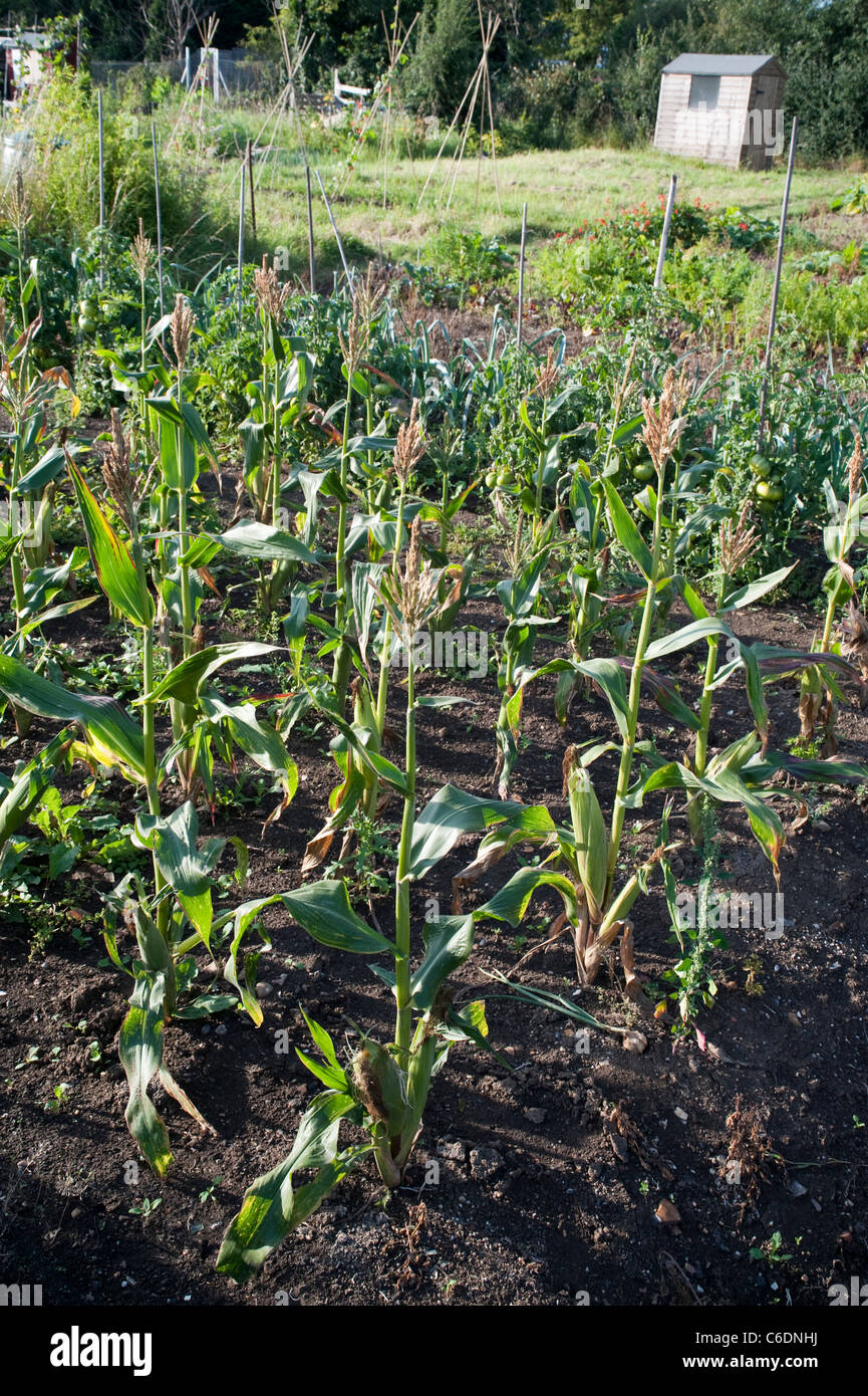 Corn growing in an allotment on a sunny summer evening in august with a ...
