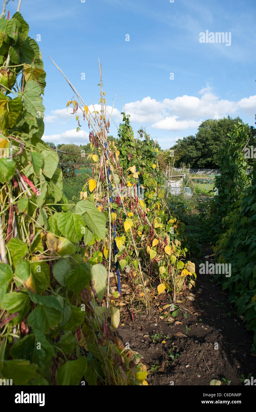 Cane support sticks for runner beans to twine up on to or climb on on a ...