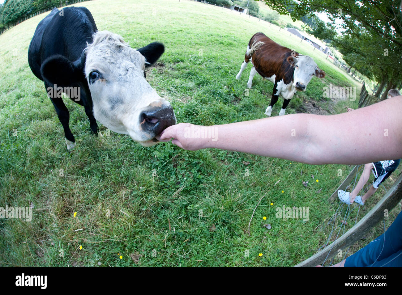 Licking hand hi-res stock photography and images - Alamy