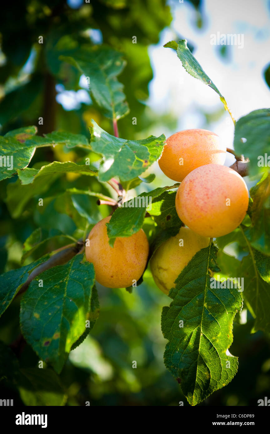 Orange ripe prunes on a tree in an allotment on a sunny summer evening ...