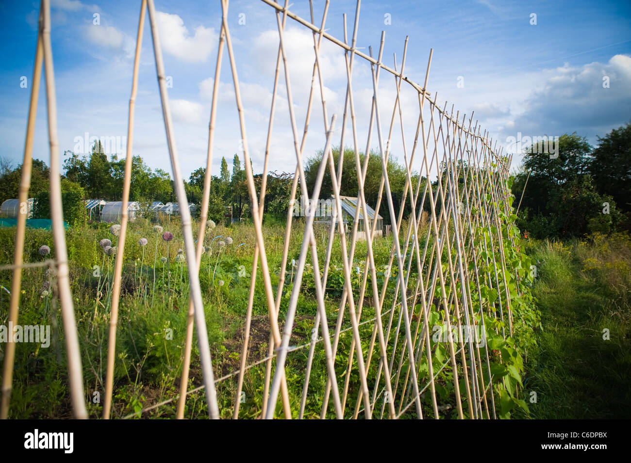 Runner beans hi-res stock photography and images - Alamy