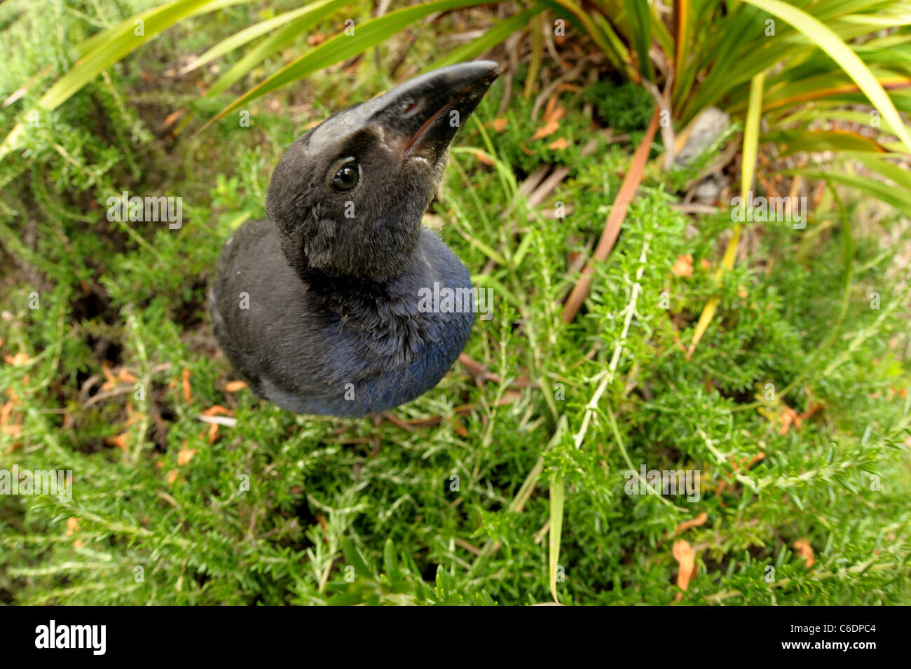 Pukeko chick hi-res stock photography and images - Alamy