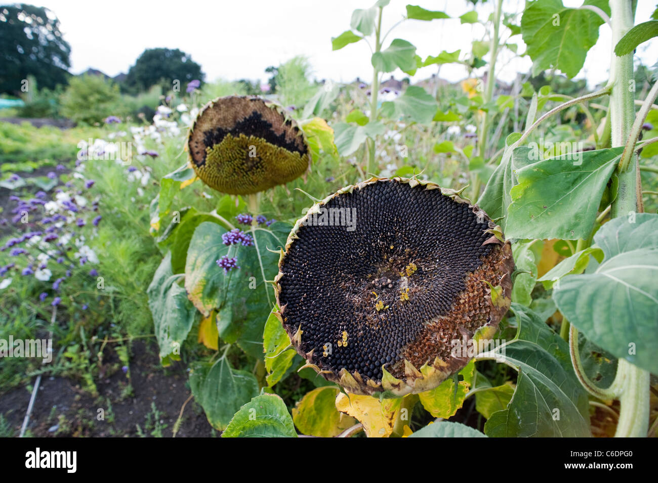 Growing planting sunflower hi-res stock photography and images - Alamy