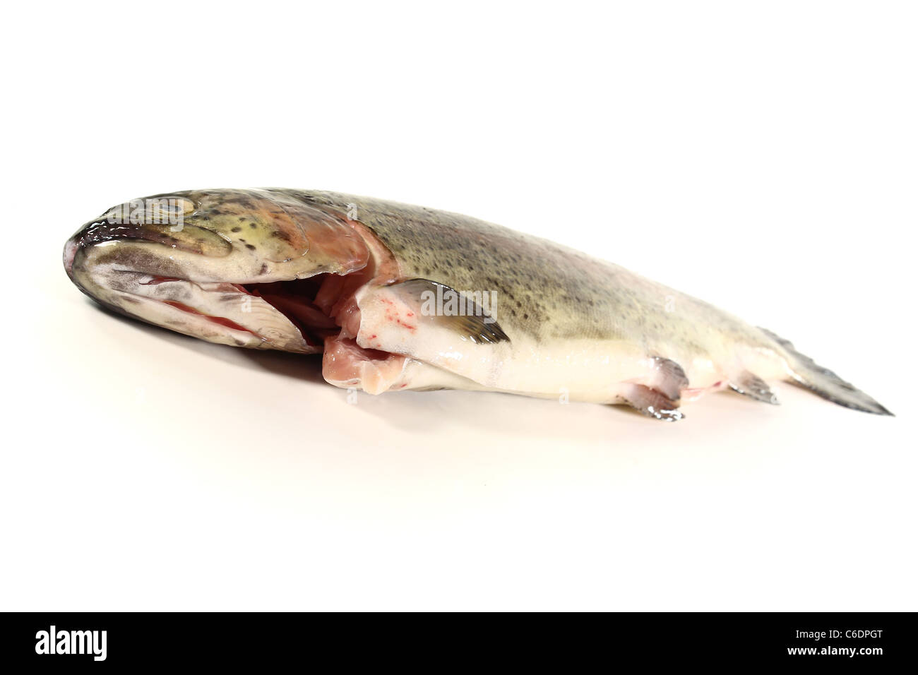 Brook Trout High Resolution Stock Photography and Images - Alamy