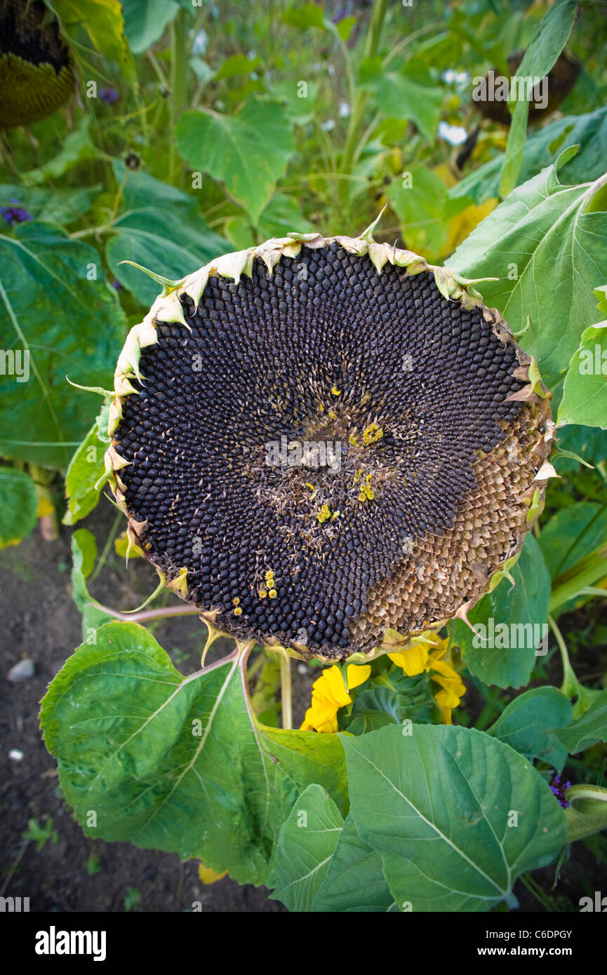 A sunflower head close up cu on a sunny summer evening in august Stock ...