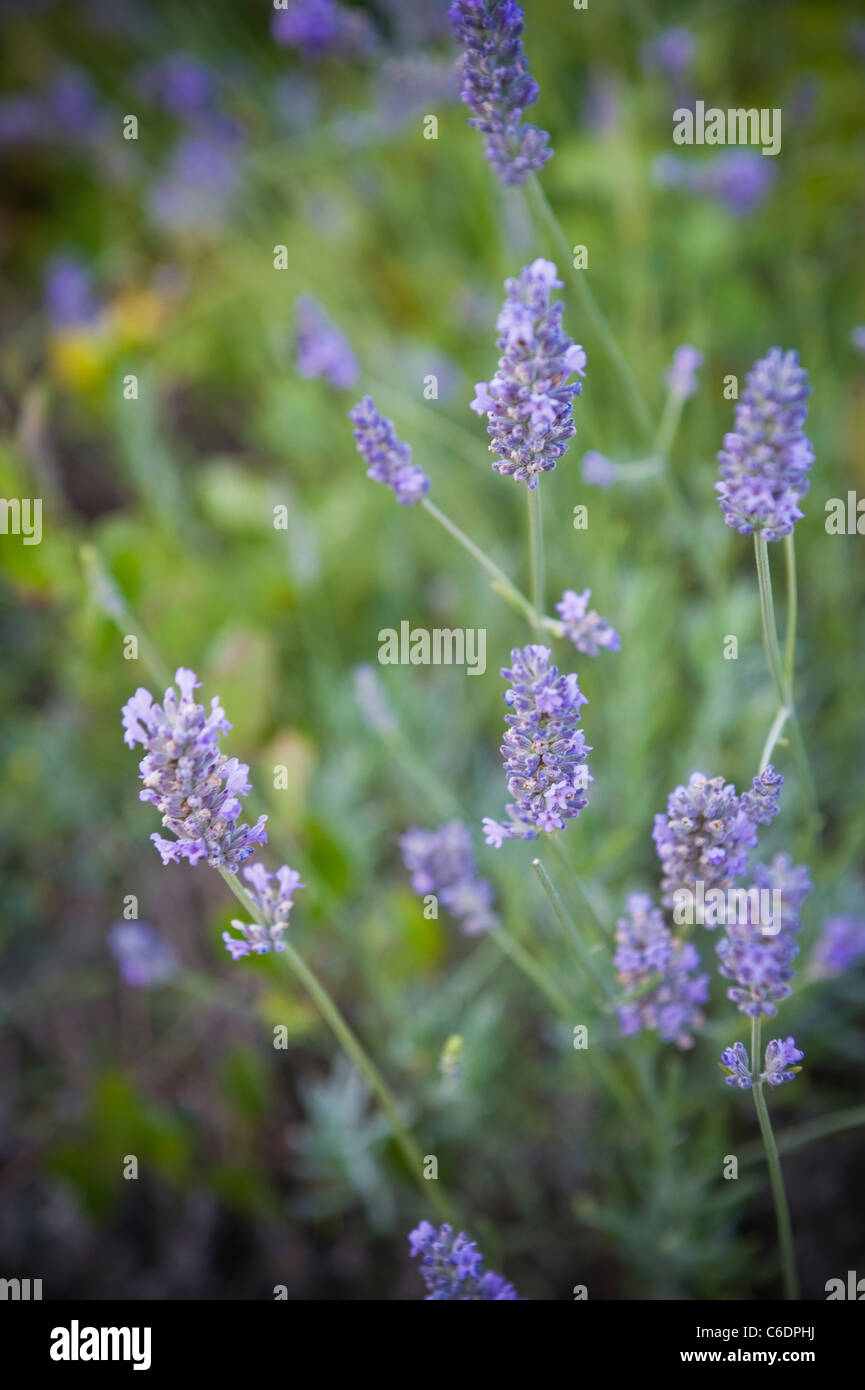 Growing lavendula hi-res stock photography and images - Alamy